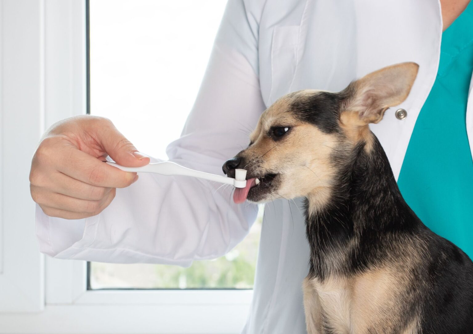 Mal aliento en perros: causas y soluciones - Centro Veterinario ...