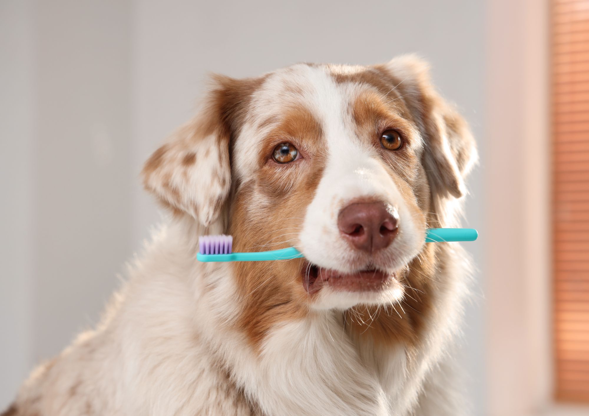 Mal aliento en perros: causas y soluciones - Centro Veterinario ...