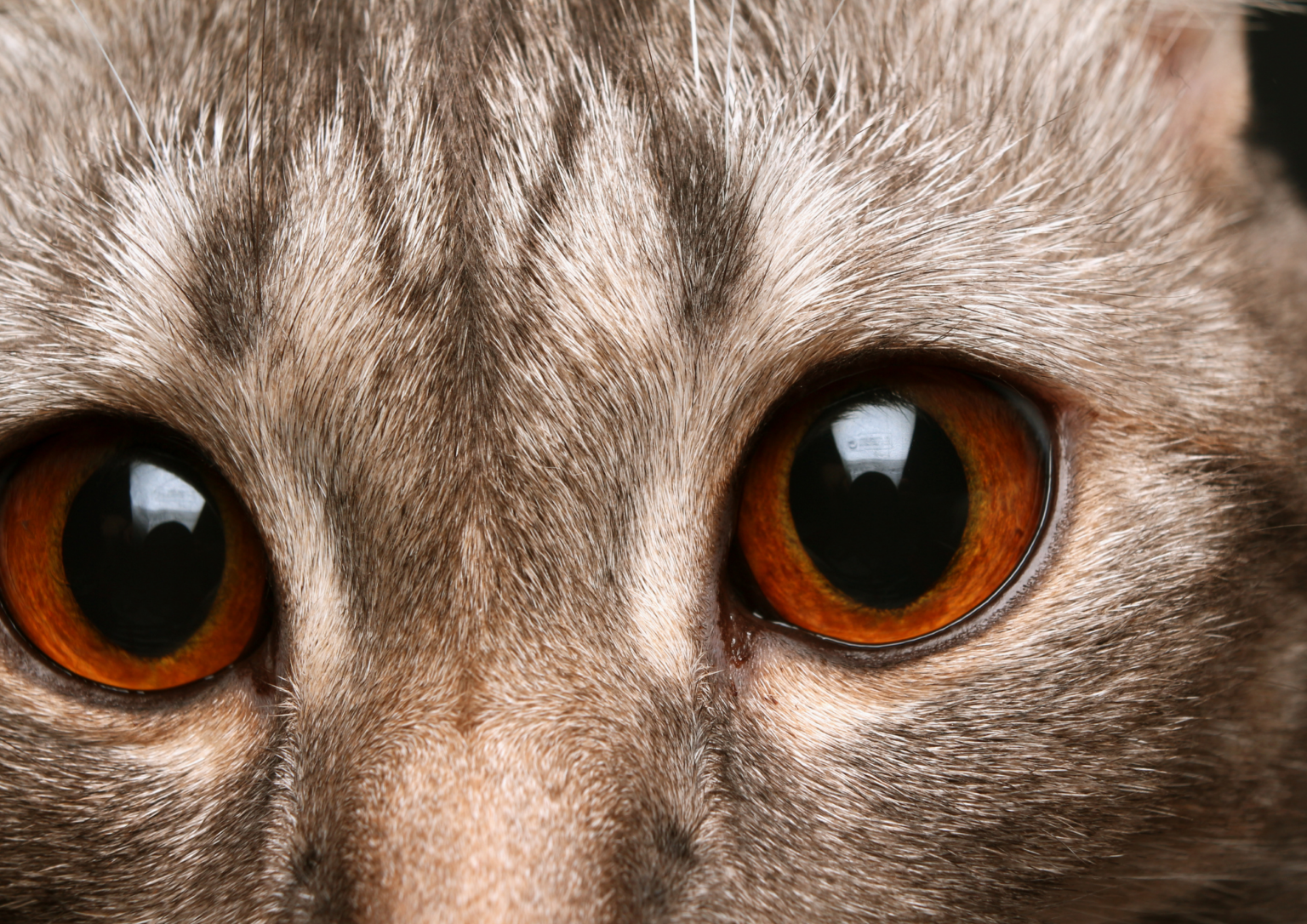 Principales enfermedades oculares en gatos mayores: prevención y ...